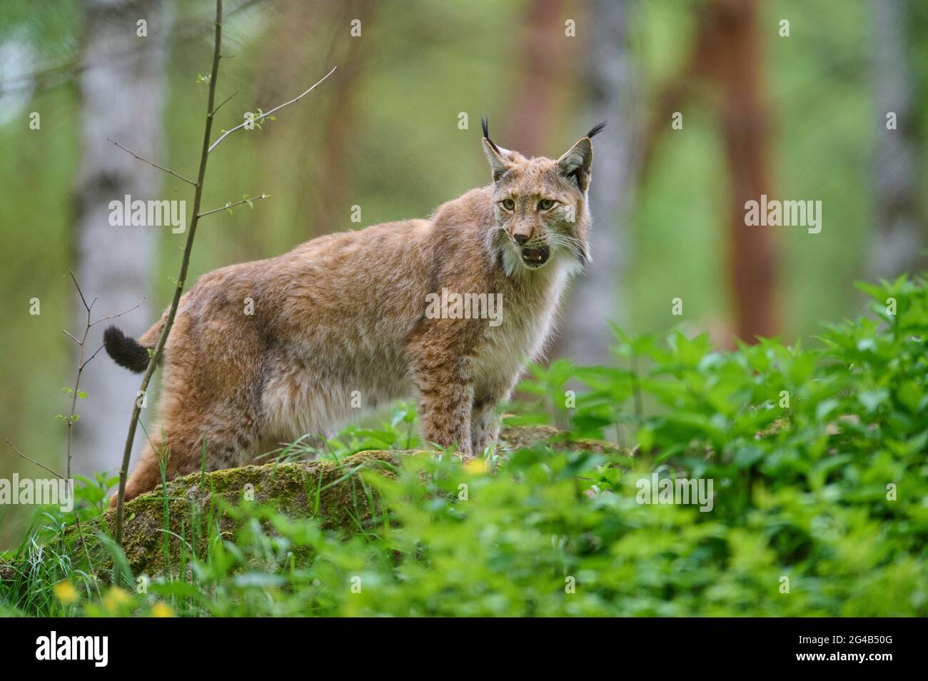 European Lynx; Lynx lynx Stock Photo - Alamy