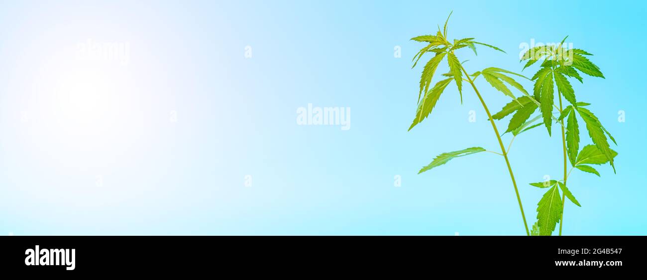 Cannabis plant on blue background banner Cannabis leafs flat lay ...