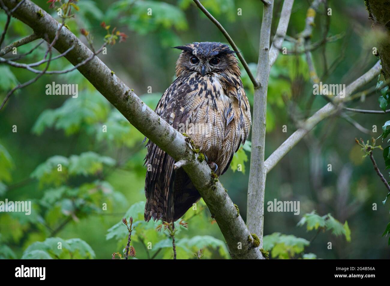 Bubo bubo; Eagle Owl Stock Photo - Alamy