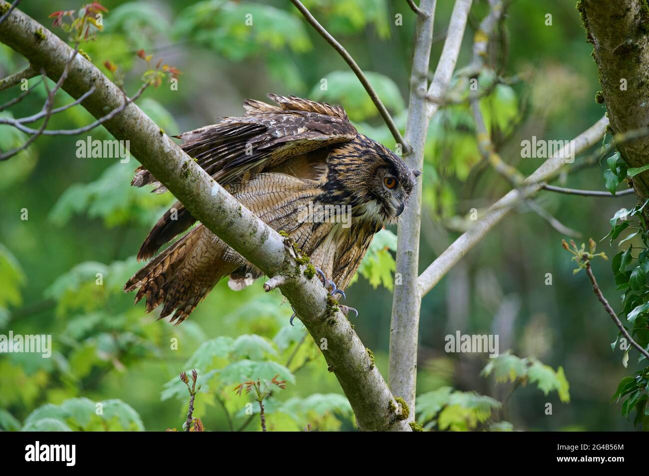 Bubo bubo; Eagle Owl Stock Photo - Alamy