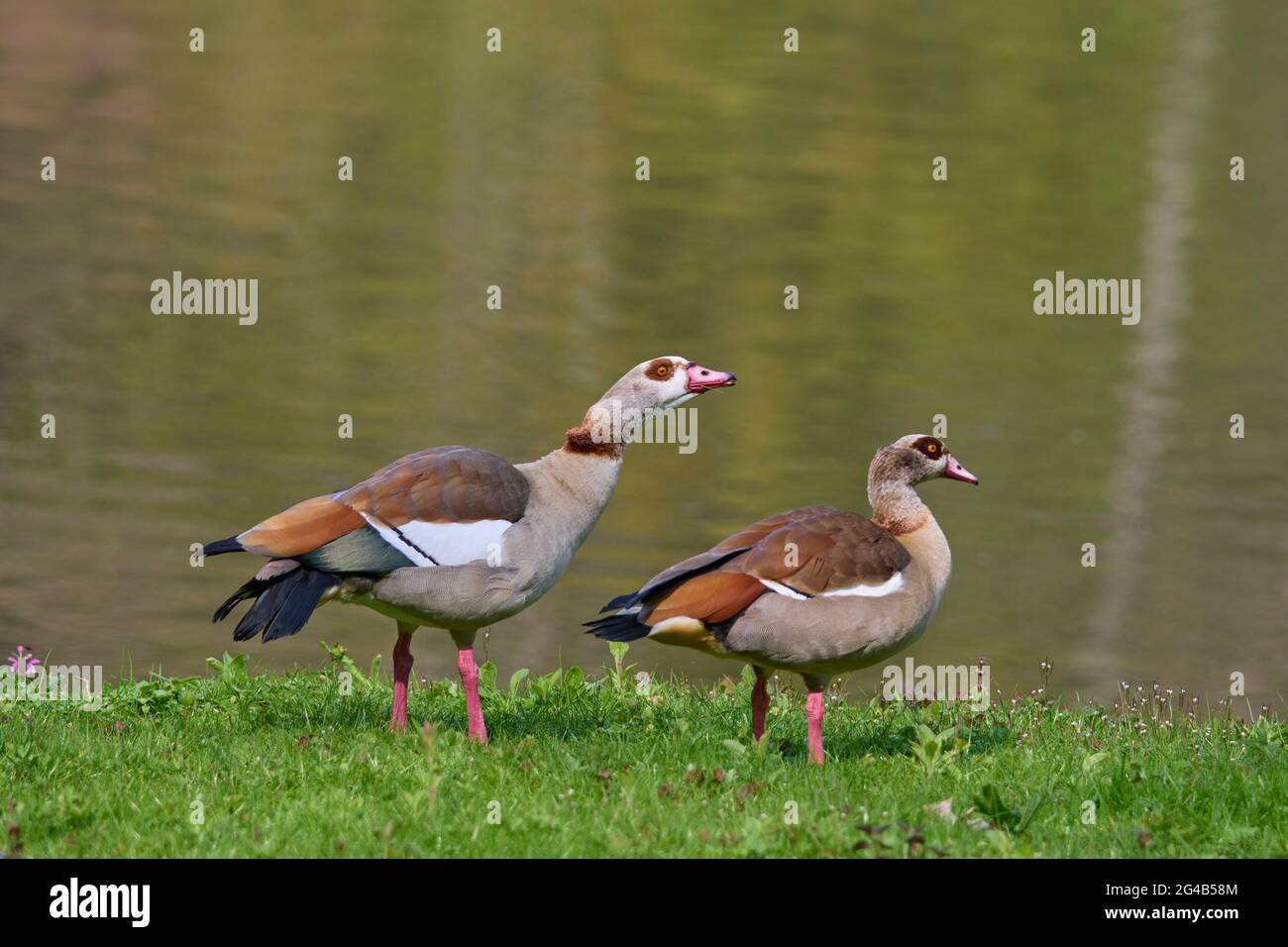 Egyptian Goose, Alopochen aegyptiacus Stock Photo - Alamy