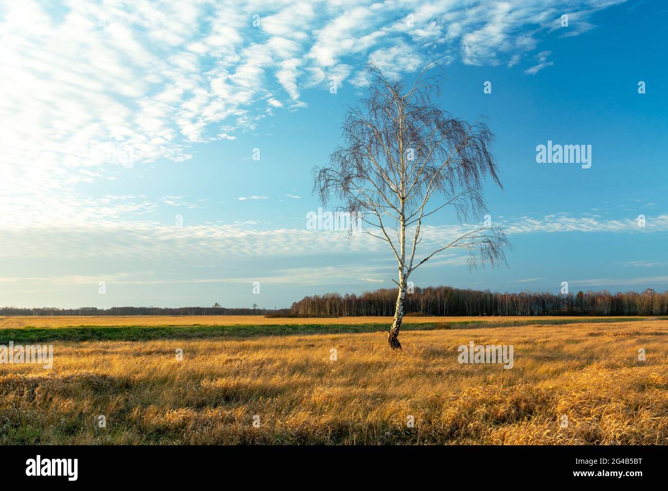 Birch tree without leaves hi-res stock photography and images - Alamy