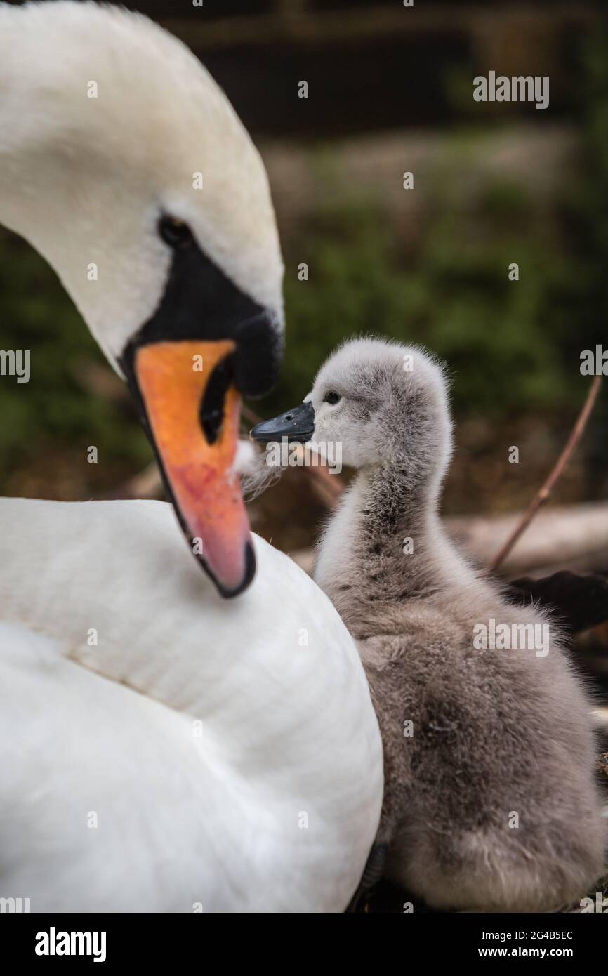 Cygnet behavior hi-res stock photography and images - Alamy