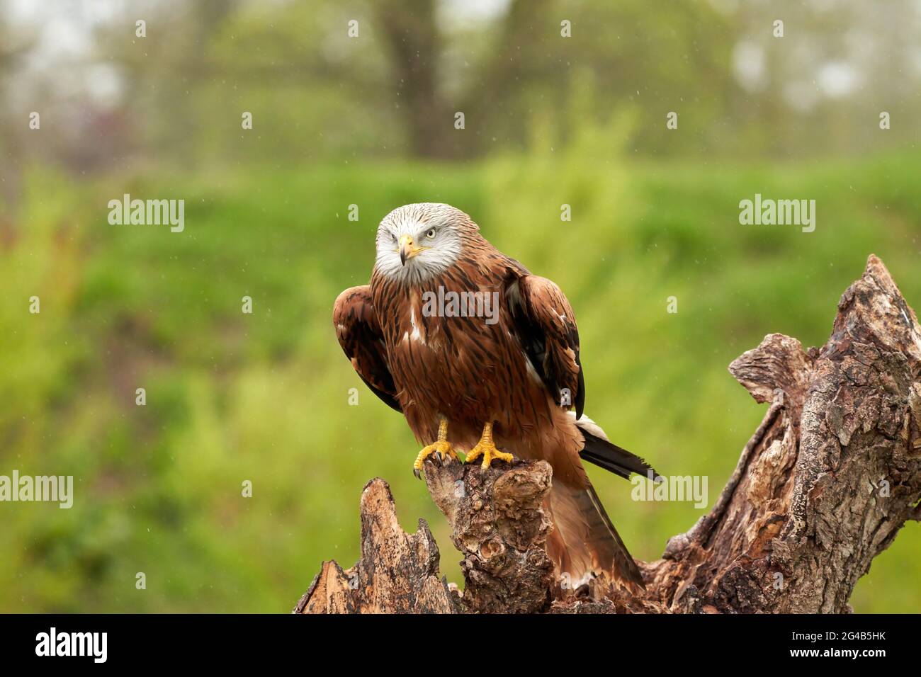 Red kite, bird of prey portrait. The bird is sitting on a stump. Ready ...