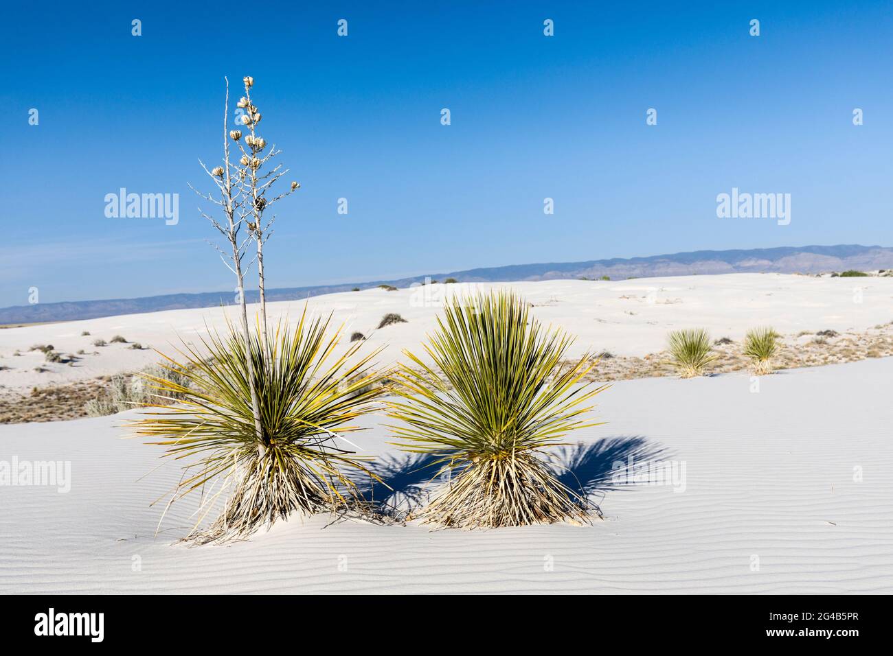 Soaptree yucca elata hi-res stock photography and images - Alamy