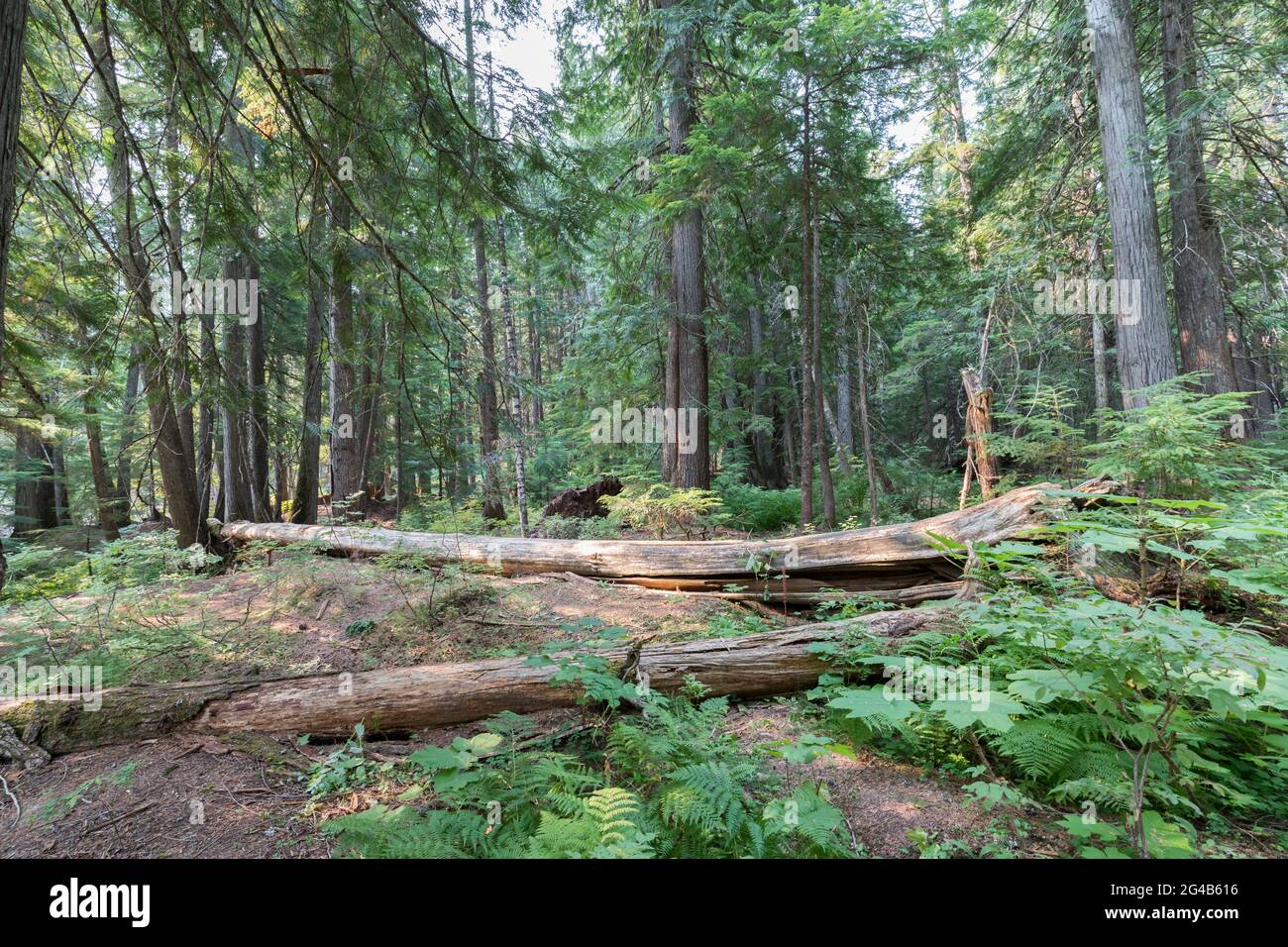Fallen trees, Ross Creek Cedar Grove, Kootenai National Forest, Montana ...