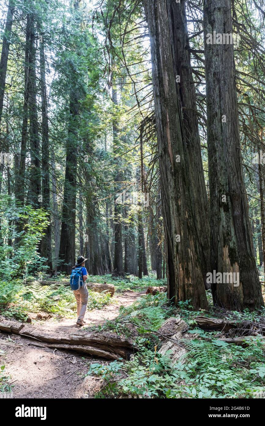 Woman hiker on trail through Ross Creek Cedar Grove, Kootenai National ...
