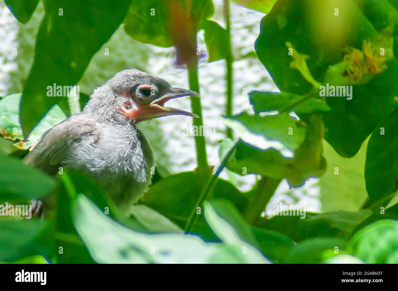 young Yellow-vented Bulbul (Pycnonotus xanthopygos) Fledgling ready to ...