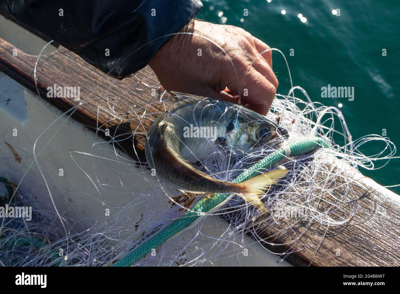 Fisherman bringing back net with a horse mackerel in a boat Stock Photo ...