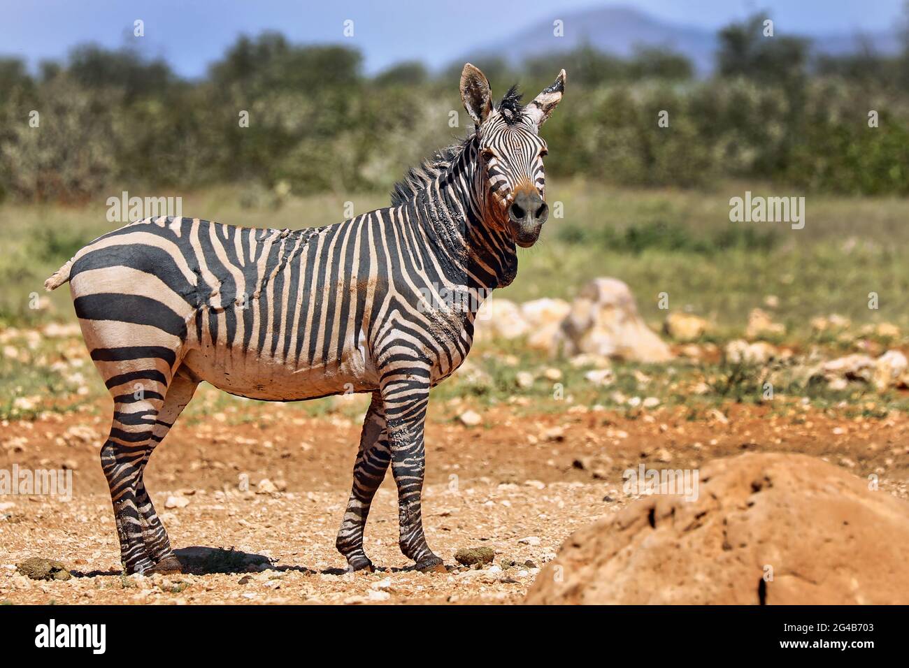 Hartmans mountain zebra hi-res stock photography and images - Alamy
