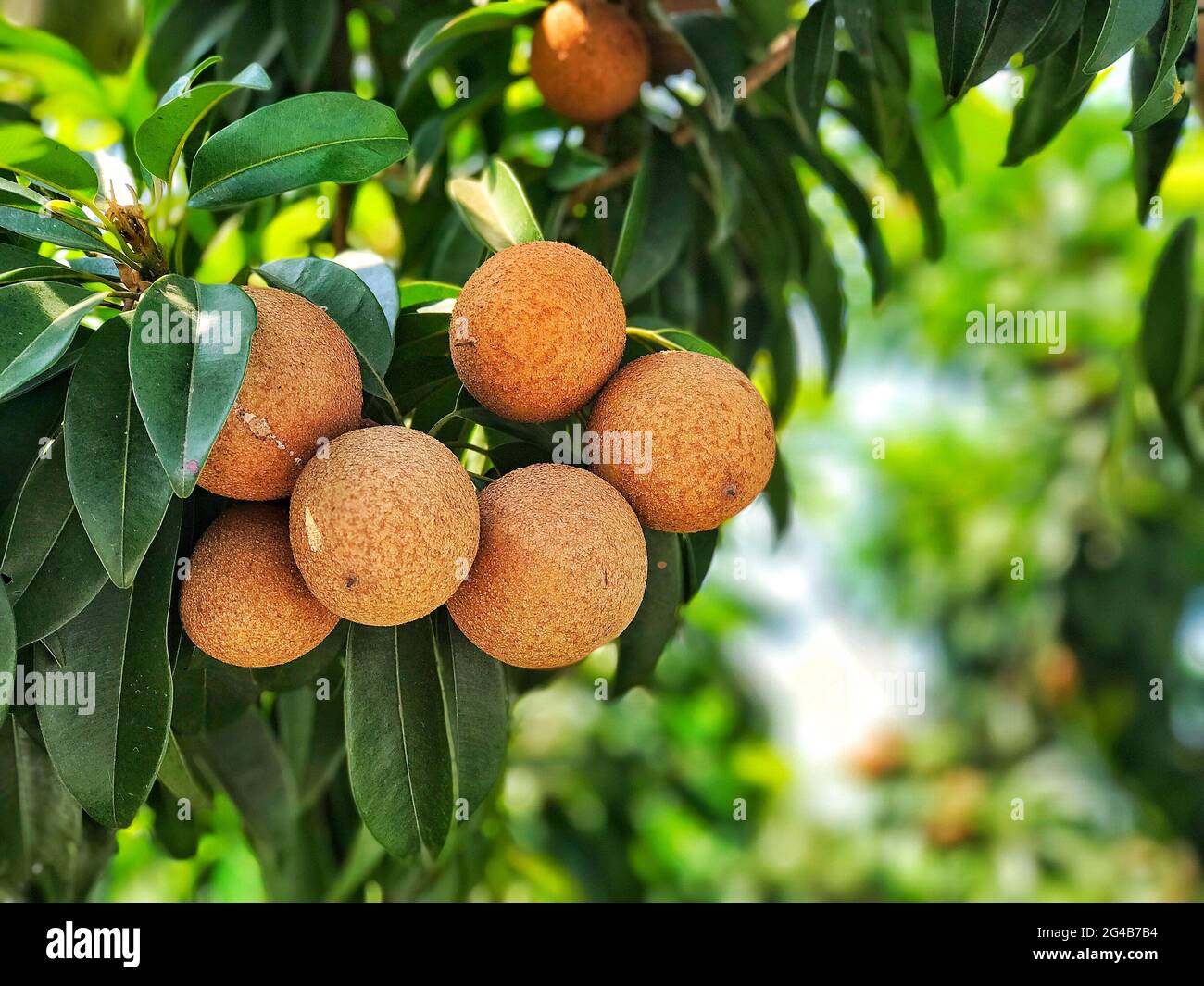 Frut hi-res stock photography and images - Alamy