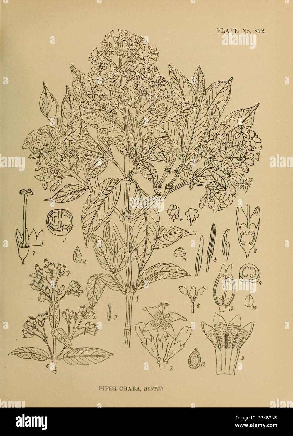 Panini flower hi-res stock photography and images - Alamy