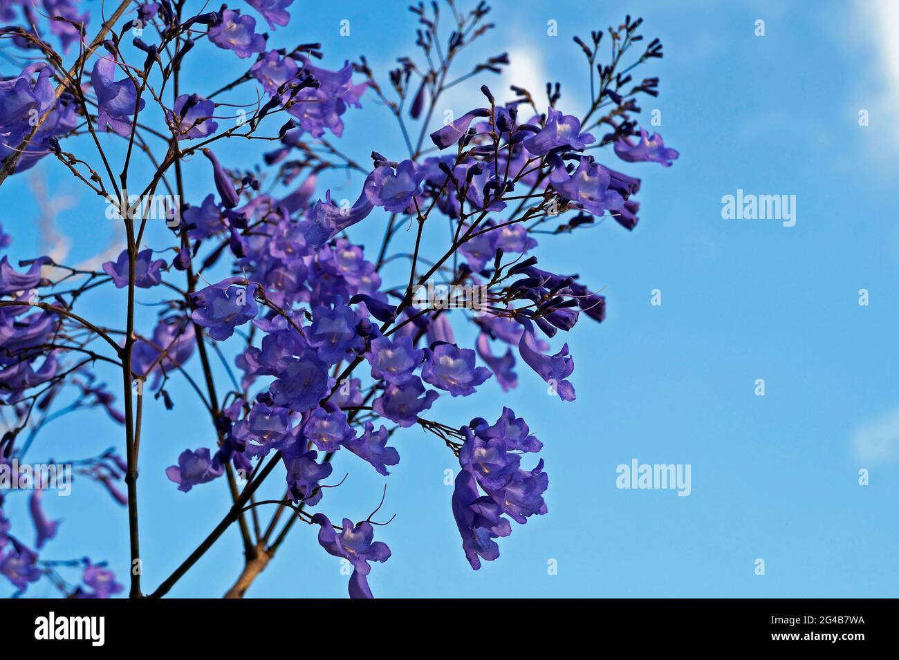 Blue jacaranda flowers (Jacaranda mimosifolia Stock Photo - Alamy