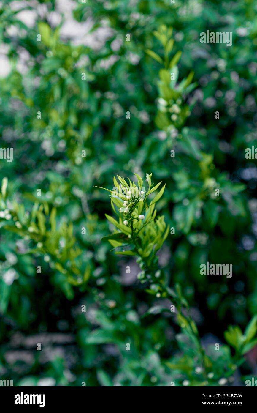 Swollen buds hi-res stock photography and images - Alamy
