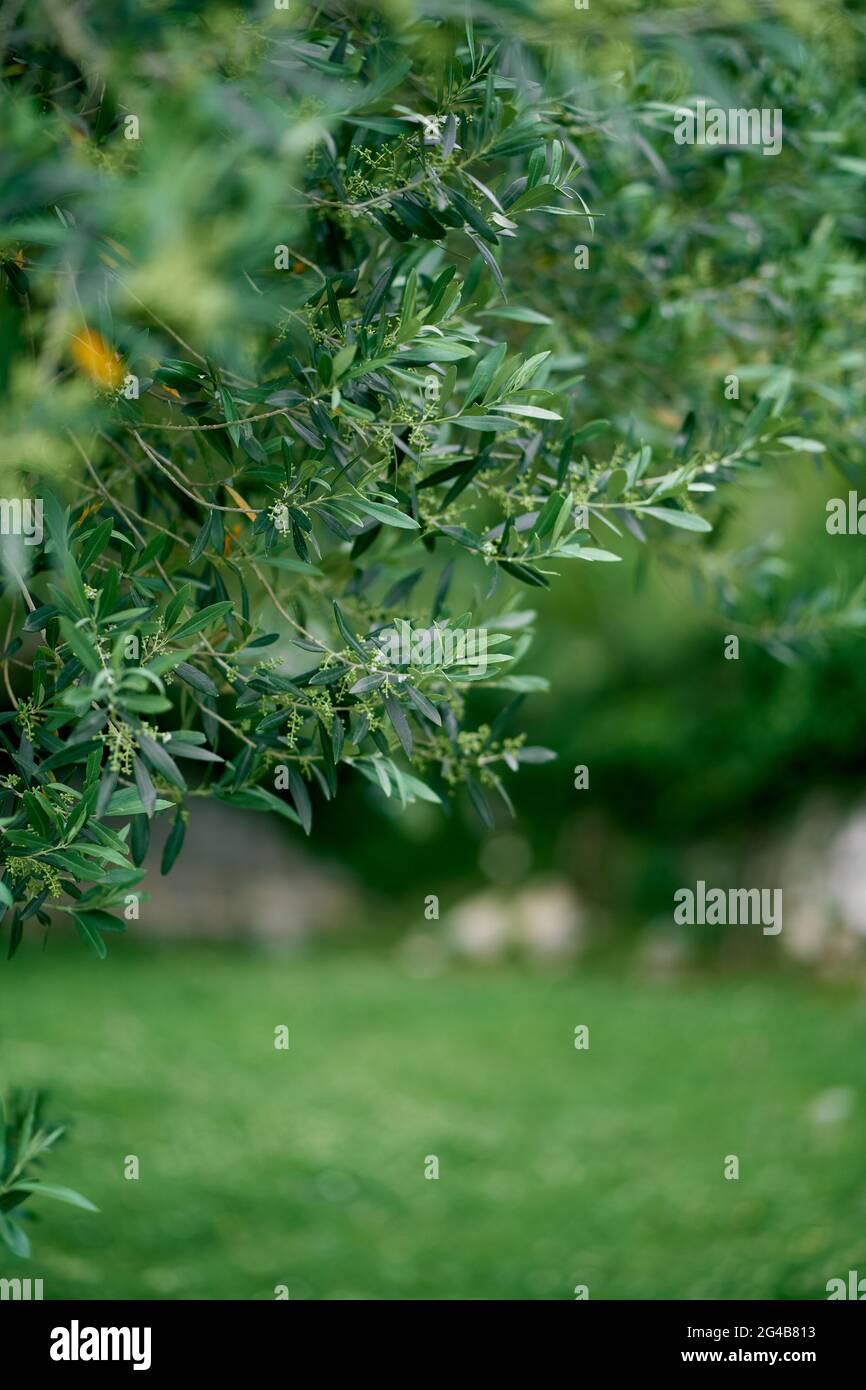 Green branches of an olive tree. Close-up Stock Photo - Alamy