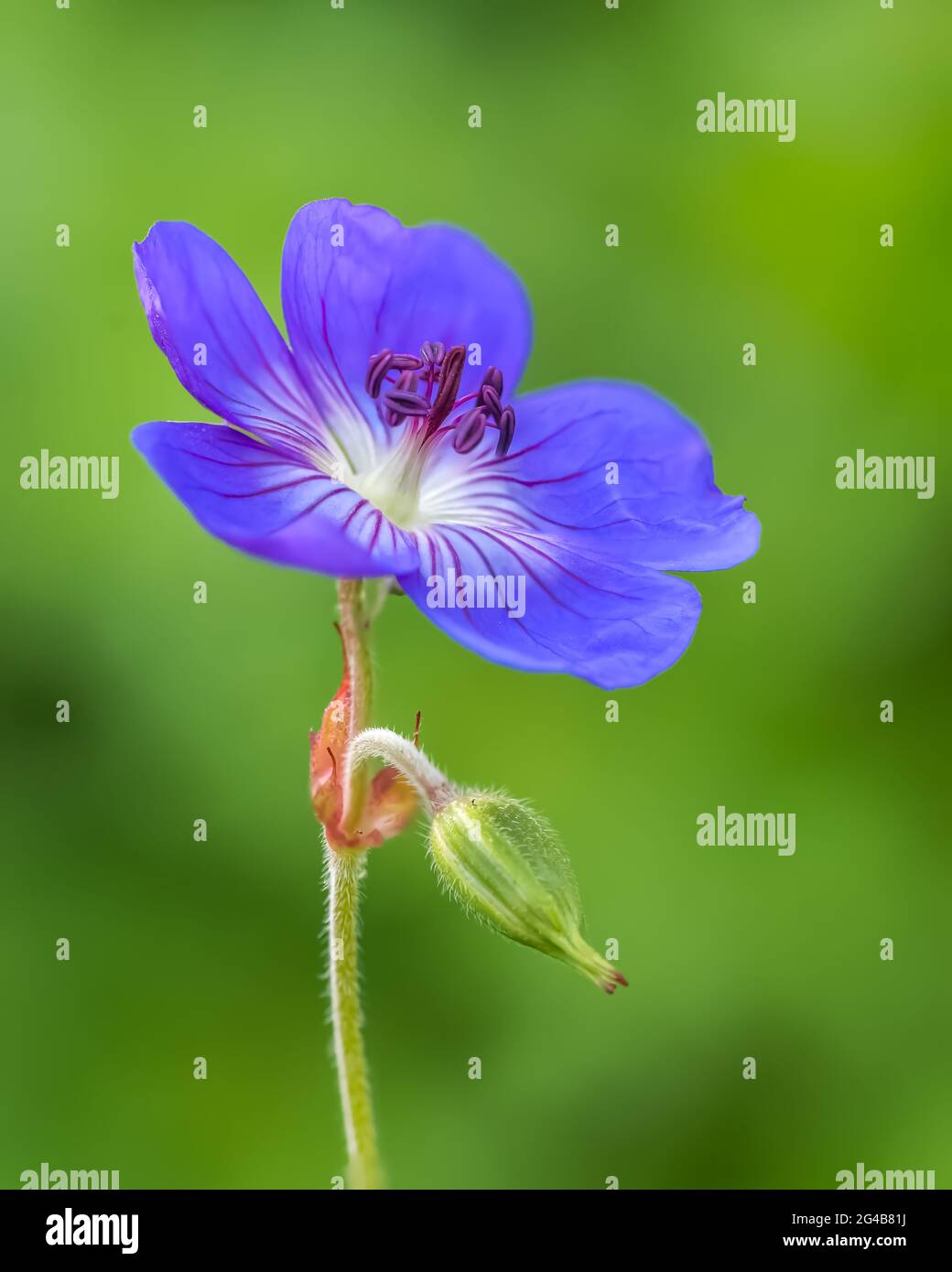 Jolly Bee High Resolution Stock Photography and Images - Alamy