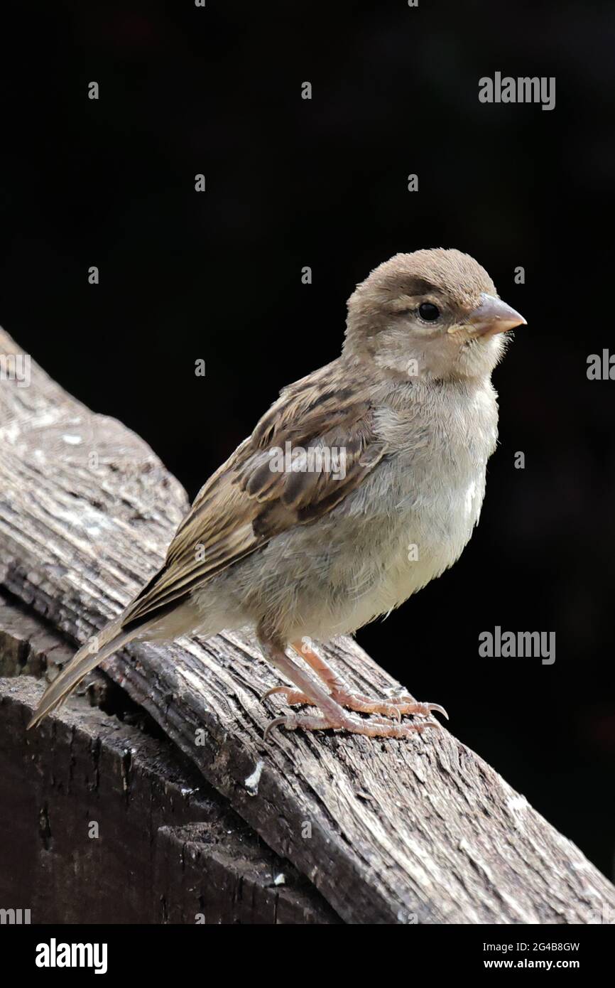 Juvenile house sparrow hi-res stock photography and images - Alamy