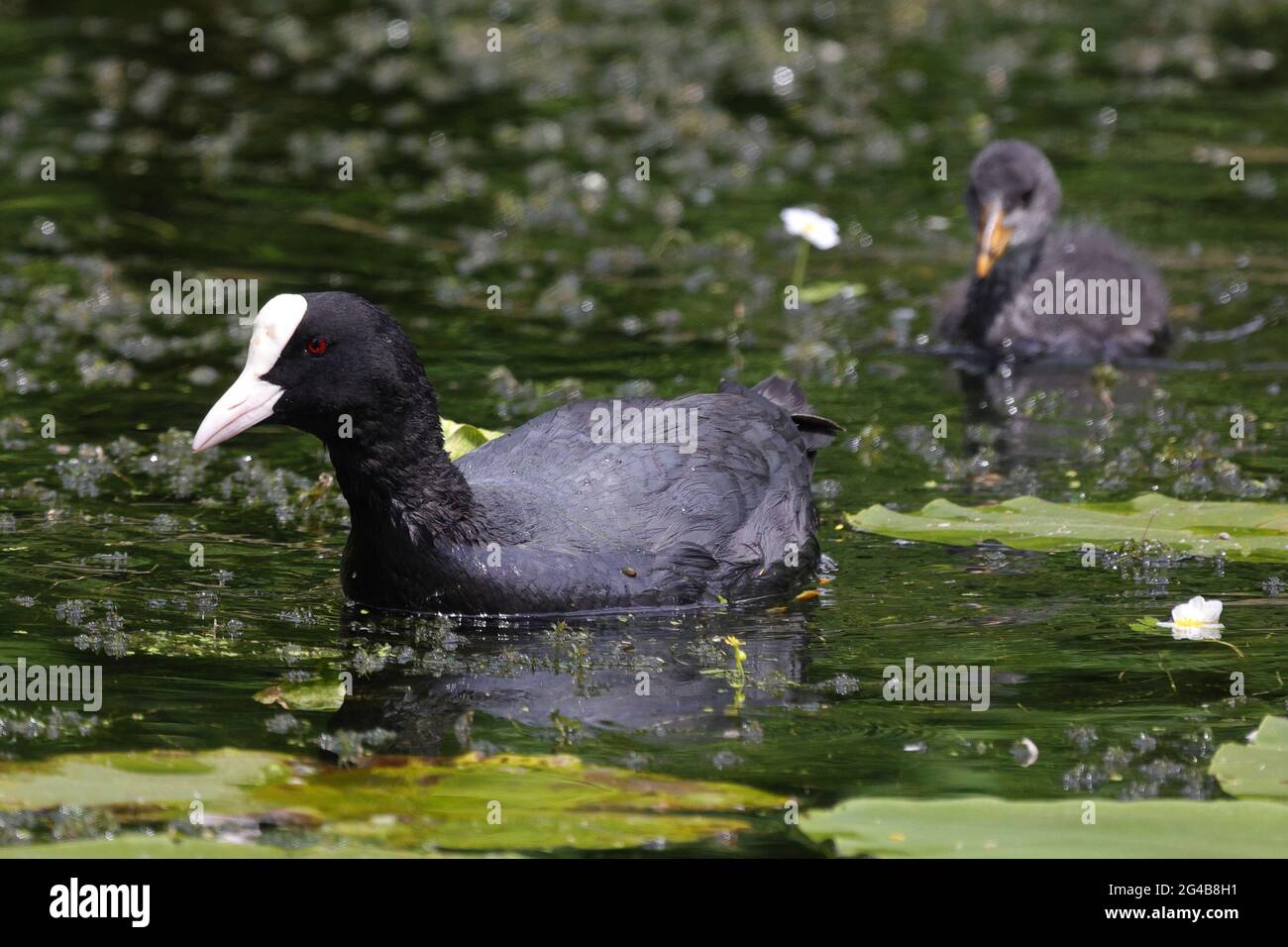Coot on a pond, one of the native British birds at Tatton in Cheshire ...