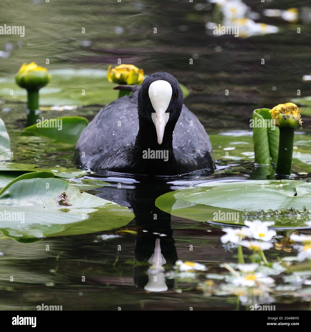 Native british birds hi-res stock photography and images - Alamy