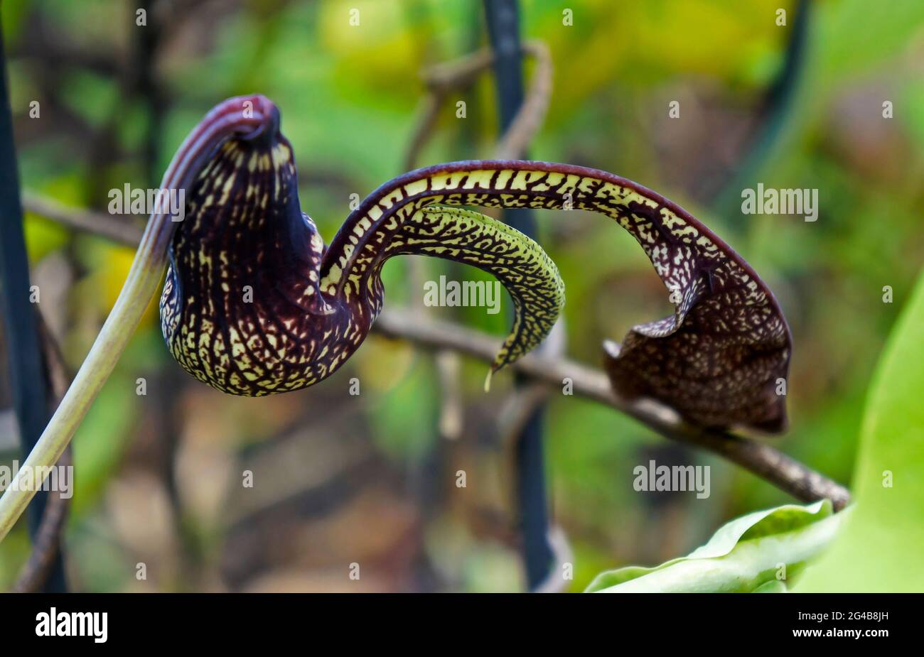 Pipe vine flower hi-res stock photography and images - Alamy