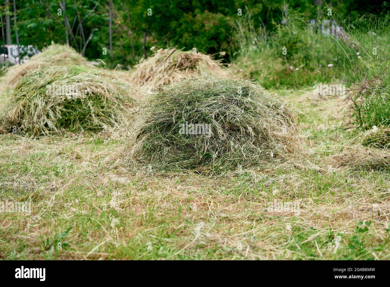 Green summer field rolled haystacks hi-res stock photography and images ...