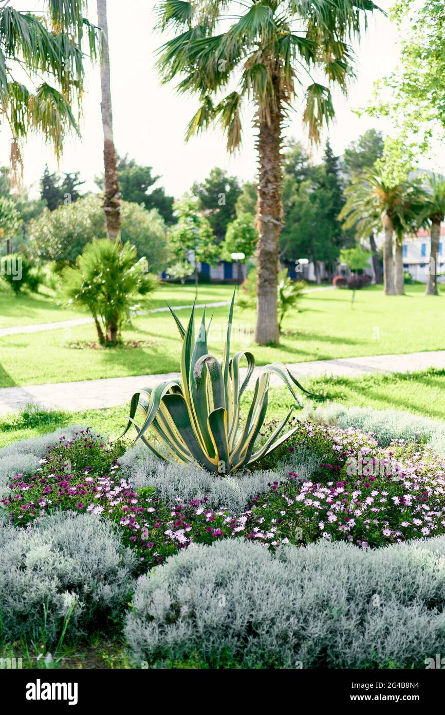 Agave bush in the middle of a flower bed surrounded by palm trees Stock ...