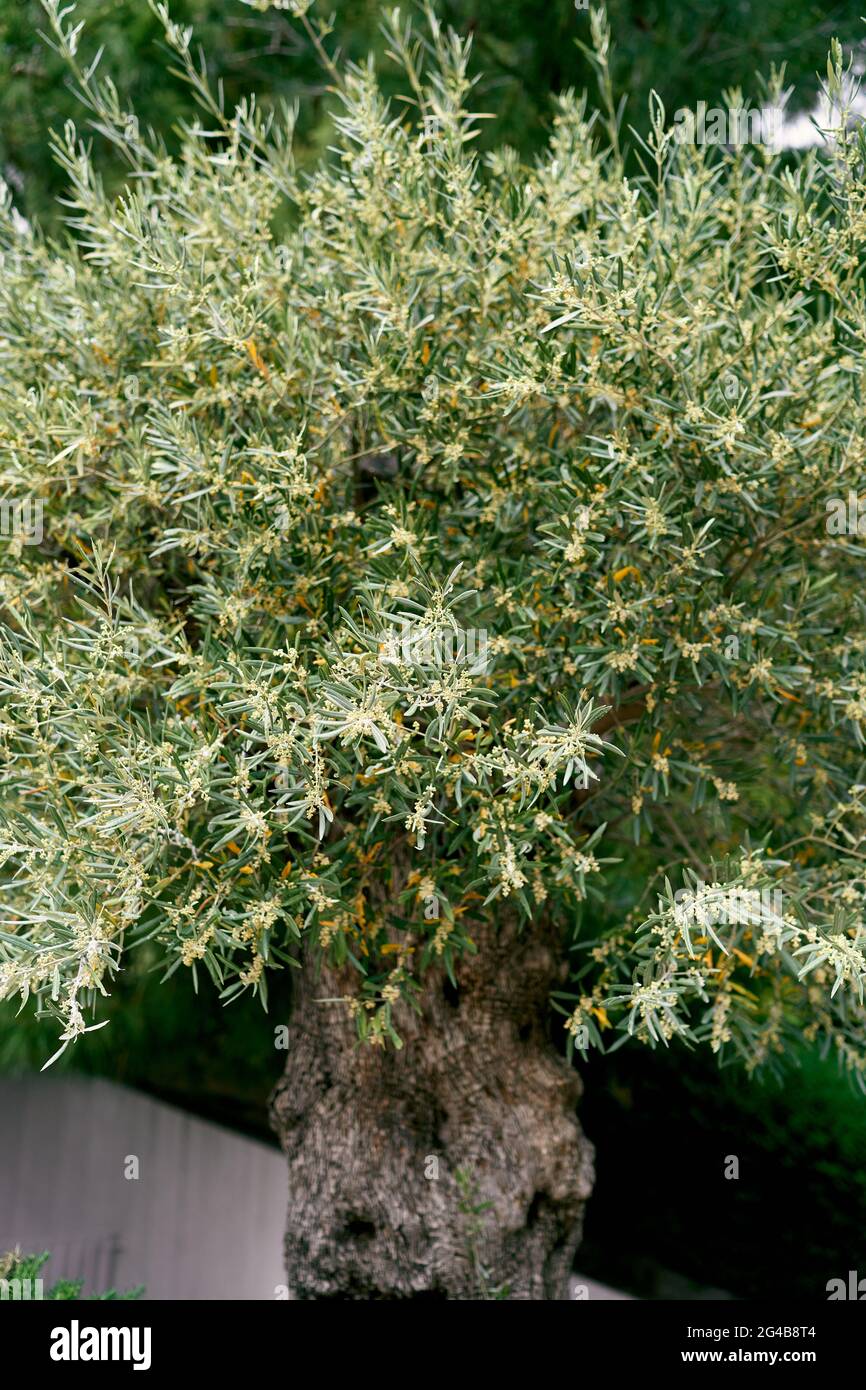 Yellow flowers blooming olive tree in the yard Stock Photo - Alamy