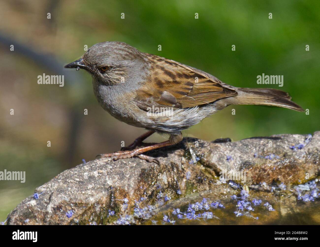 Dunnock English native bird side profile in detail Stock Photo - Alamy