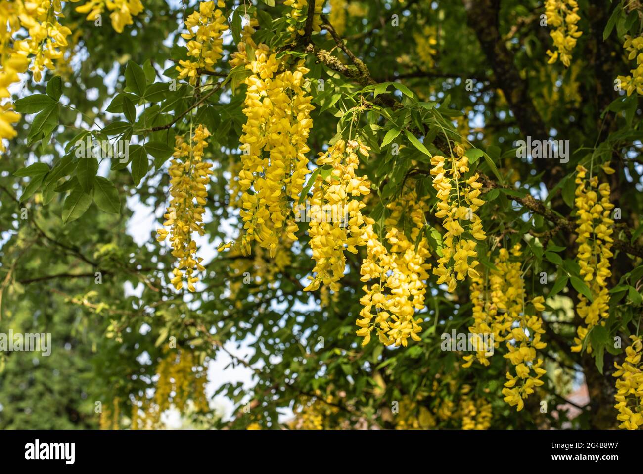 branches of a golden chain tree with yellow hanging raceme flowers Stock Photo - Alamy