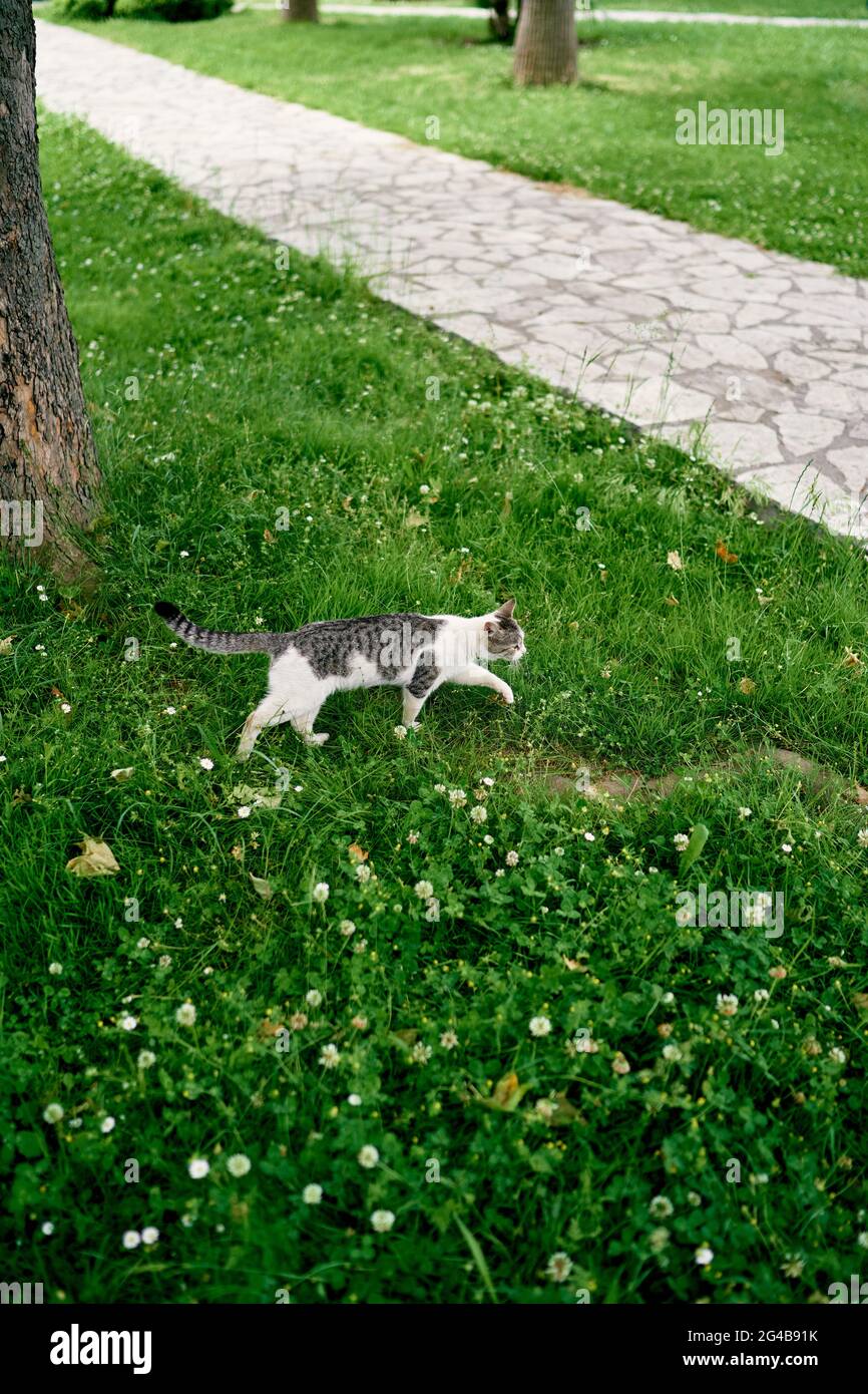 White tabby cat walks along a flower meadow to a path between trees ...