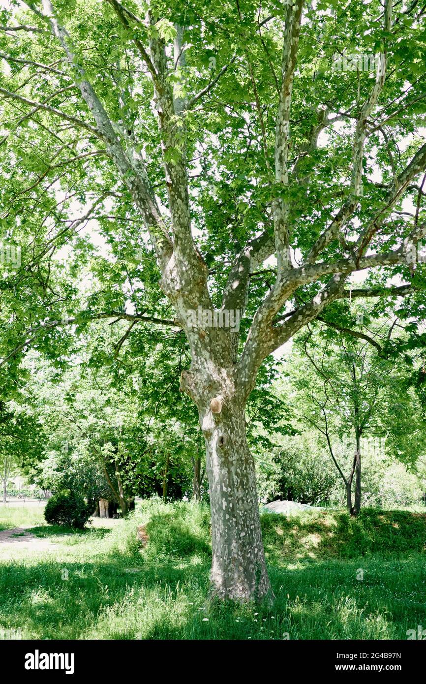 Large plane tree grows in a green park among the trees Stock Photo - Alamy