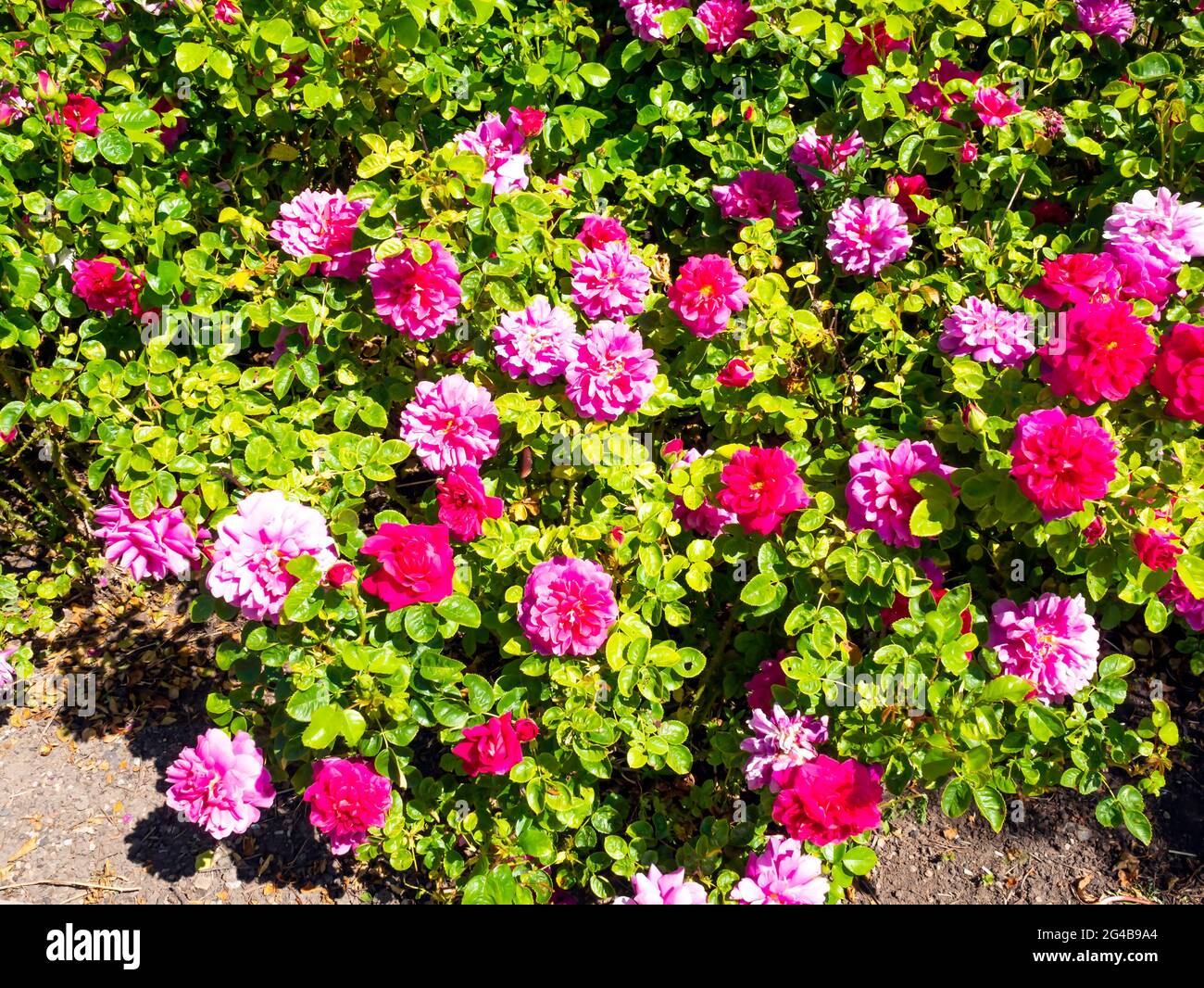 A large bush of Rose species ENGLAND'S ROSE in full bloom in June in ...