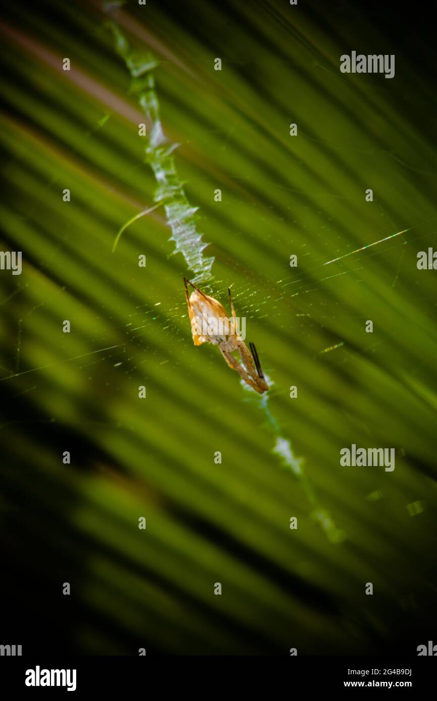 Cycas and spider web hi-res stock photography and images - Alamy