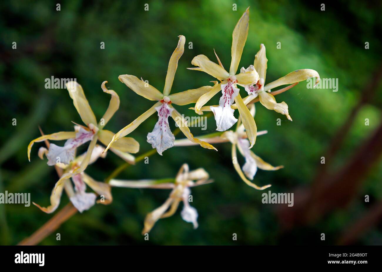 Orchids in the greenhouse, Rio, Brazil Stock Photo - Alamy