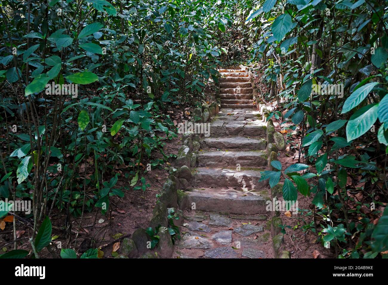 Woodland footpath in Rio, Brazil Stock Photo - Alamy
