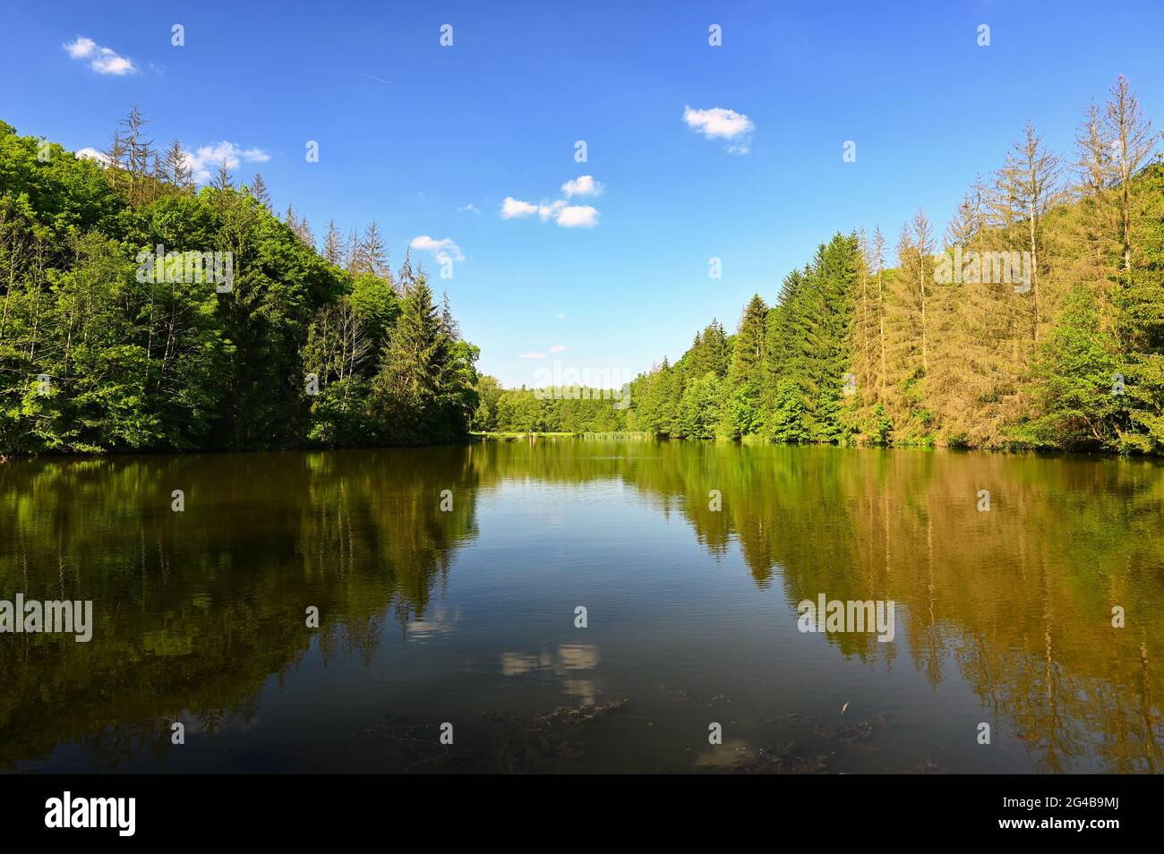 Beautiful nature background with landscape. Pond near the forest in a ...