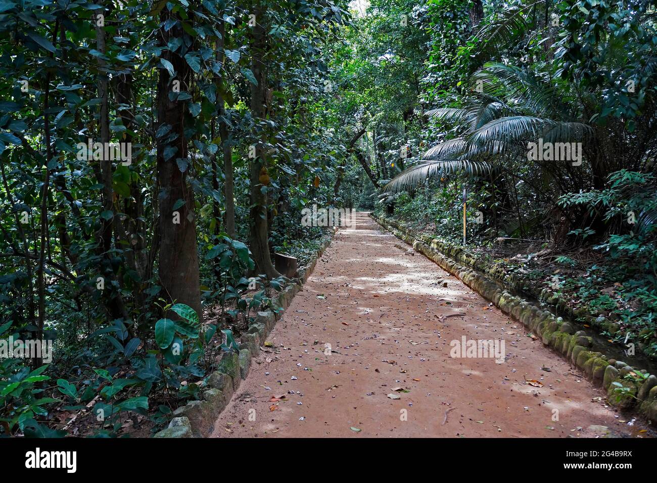 Woodland perspective hi-res stock photography and images - Alamy