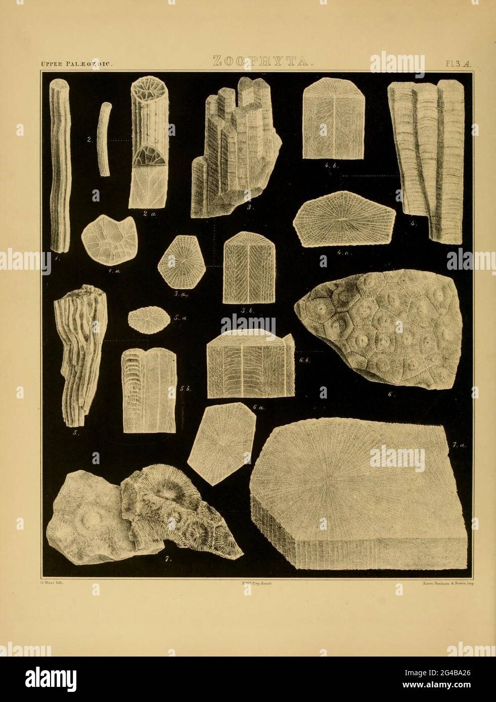 1855 Classification High Resolution Stock Photography and Images - Alamy