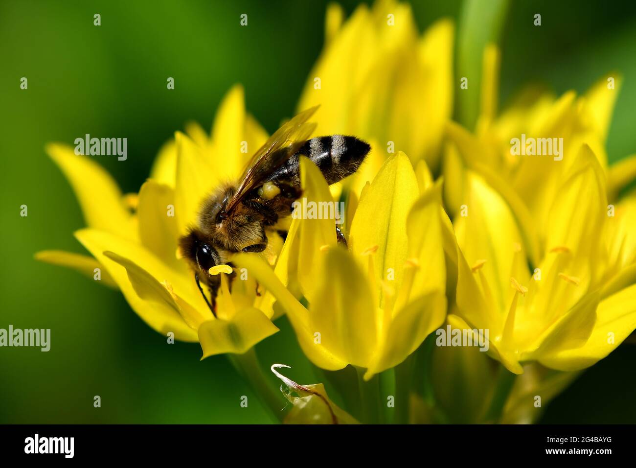 Magical herb hi-res stock photography and images - Alamy