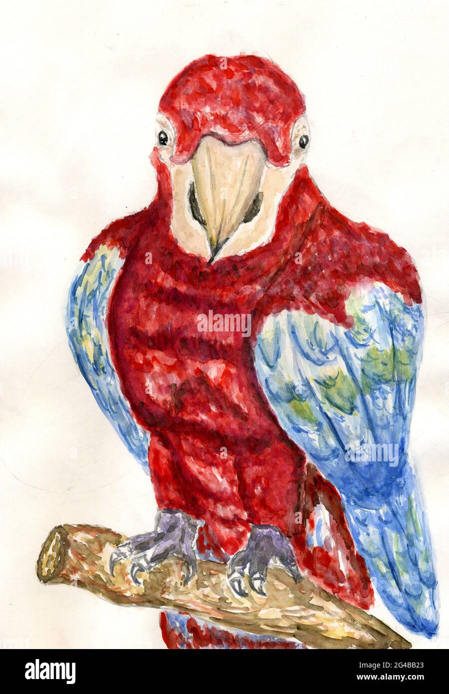 Cute colorful scarlet macaw parrot, hand drawn illustration Stock Photo ...