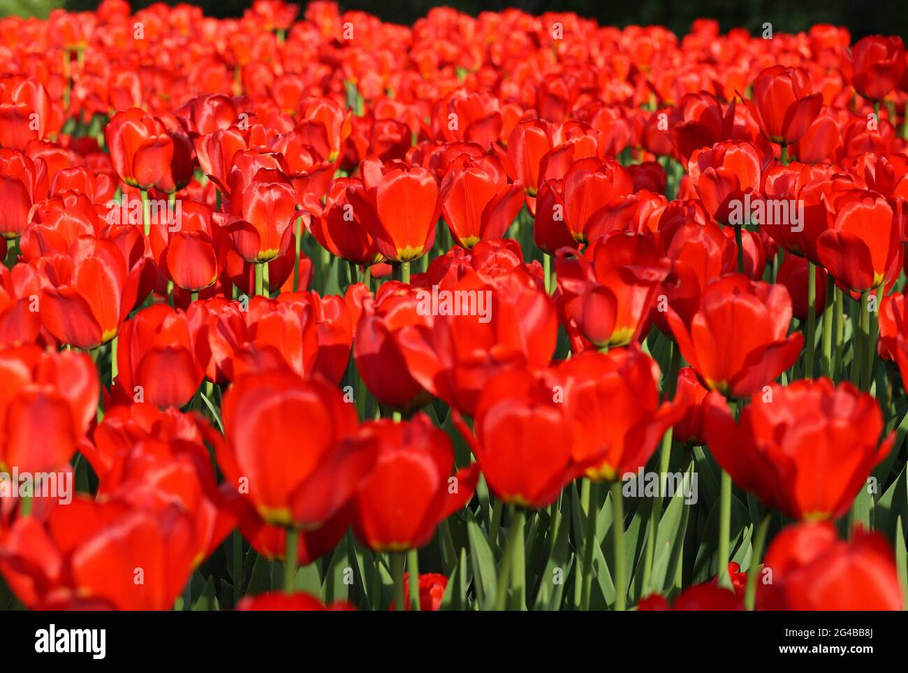 red tulip at spring on Earth Stock Photo - Alamy