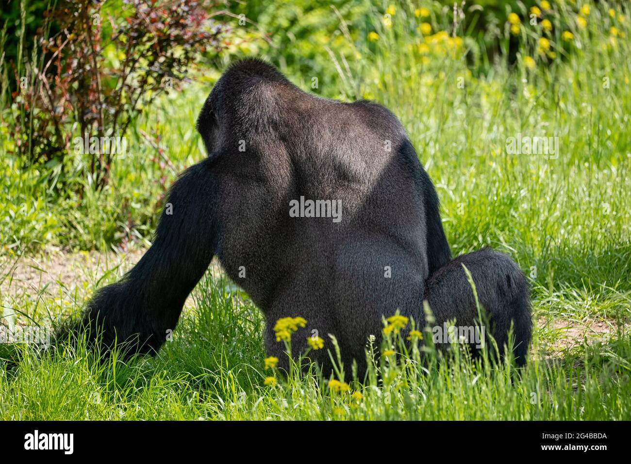 Western lowland gorilla (Gorilla gorilla gorilla) relax in the meadow ...