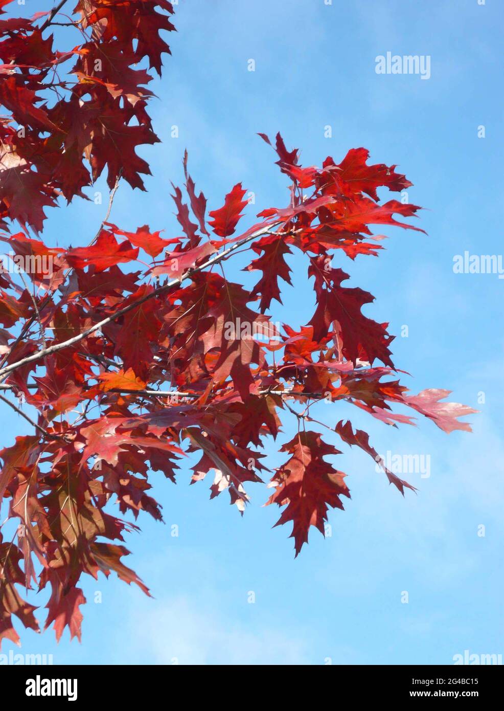 red maple at autumn in city park Stock Photo - Alamy