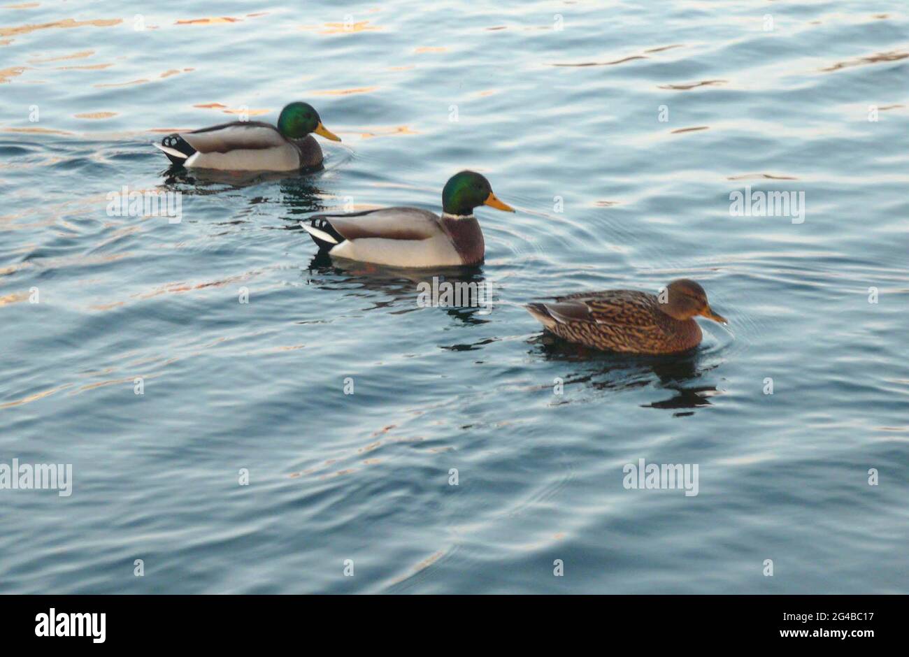 Three ducks float lake hi-res stock photography and images - Alamy