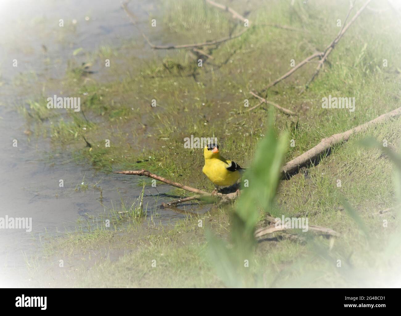 American gold finches hi-res stock photography and images - Alamy