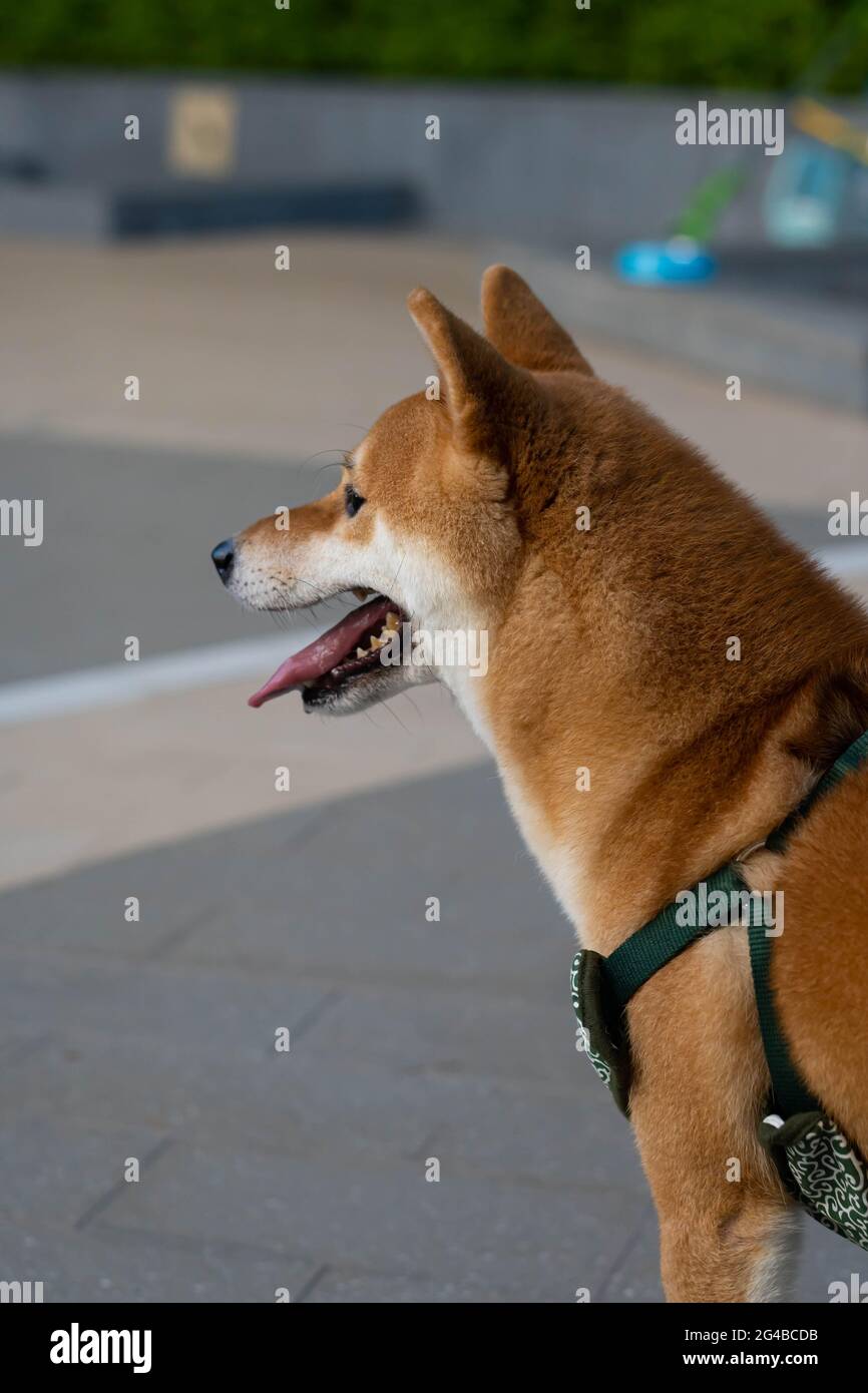 Shiba Inu side looking forward, focus on dog blurred park grey ...