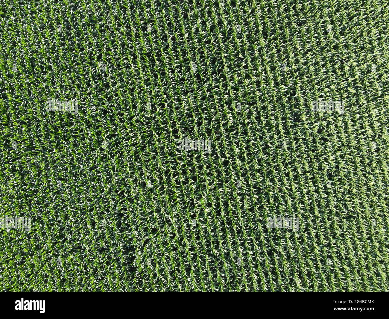 Extensive corn fields, top view. Green farm fields, landscape Stock ...