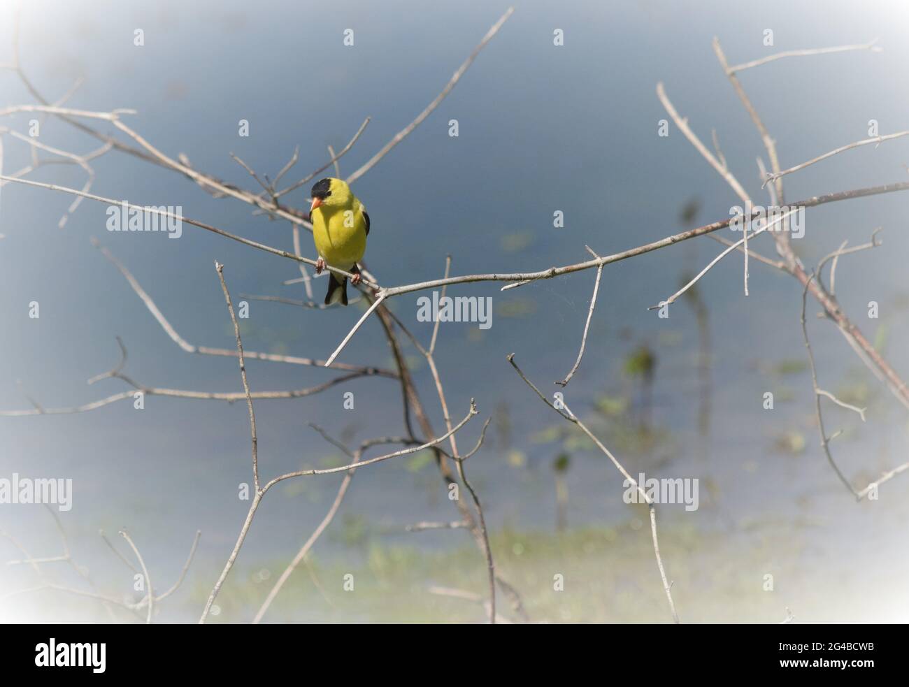 American gold finches hi-res stock photography and images - Alamy