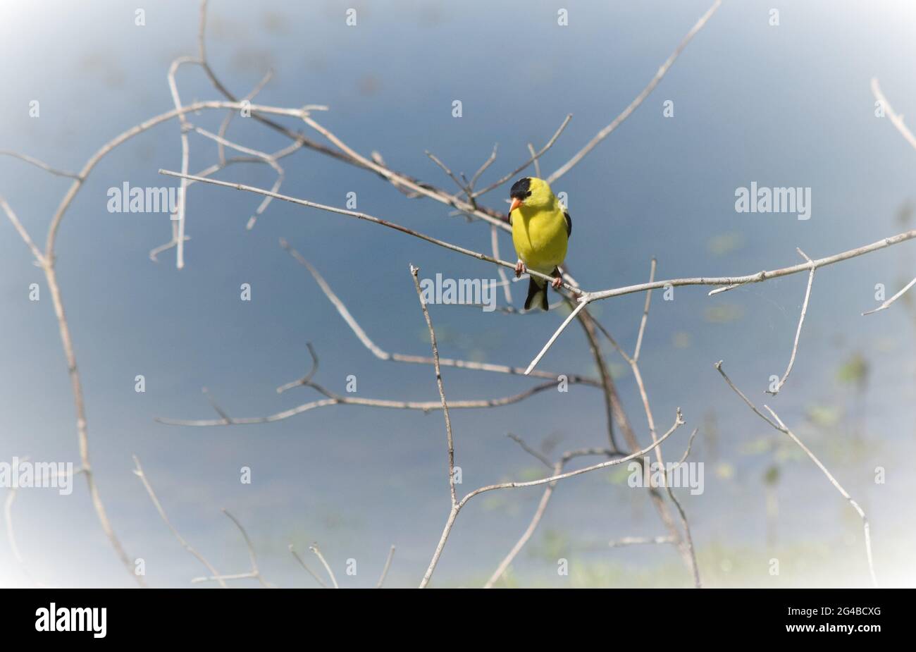 American gold finches hi-res stock photography and images - Alamy