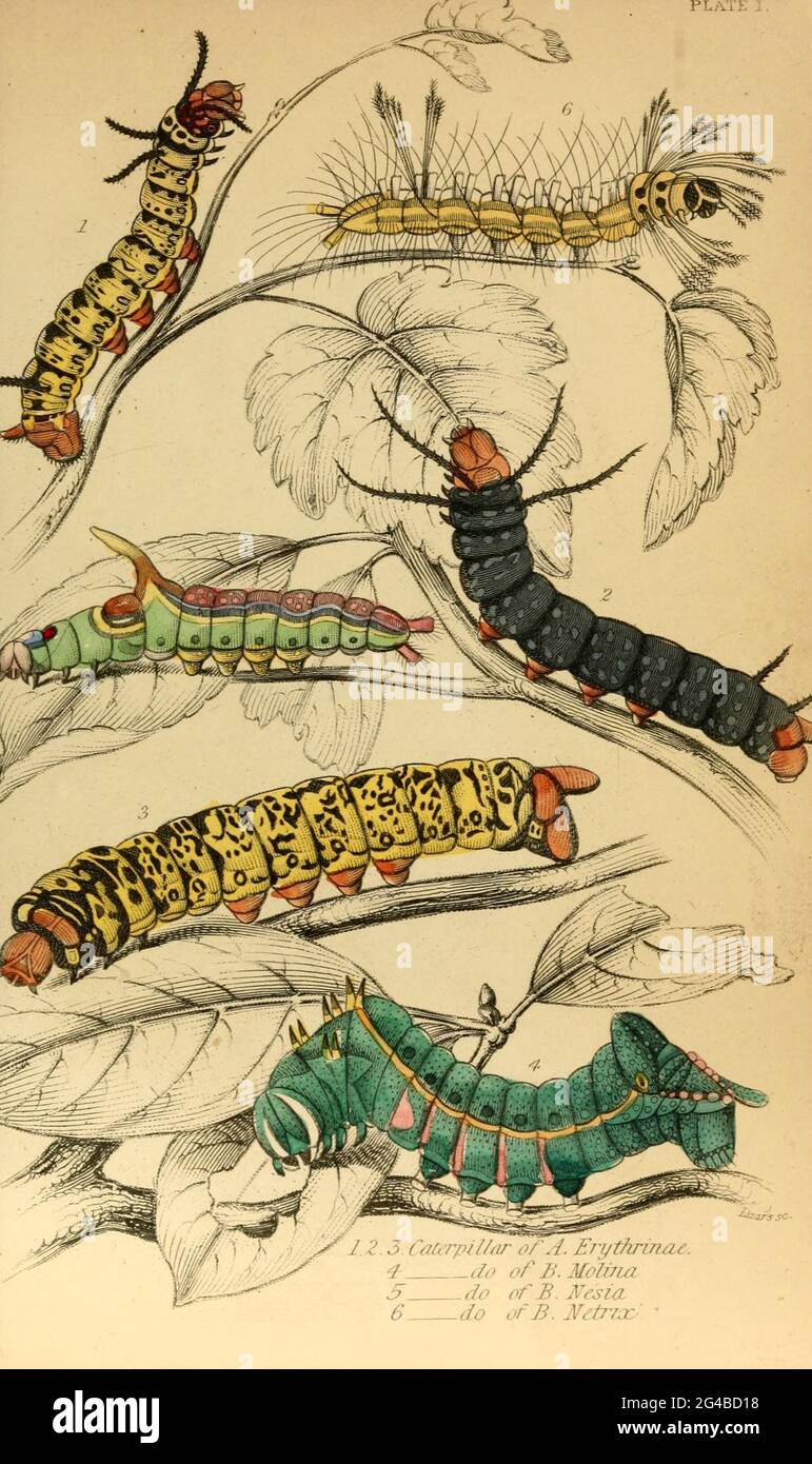 The naturalist's library lizars hi-res stock photography and images - Alamy